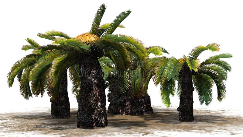 Paumes de sagou photo stock. Image du vivacité, nature - 37798380
