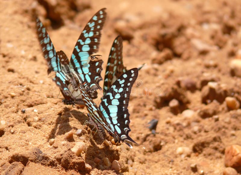 317 Papillons Multicolores Photos libres de droits et gratuites de ...