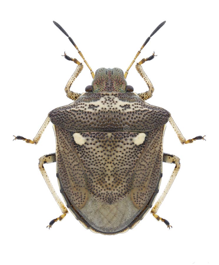 Larwa Eysarcoris aeneus zdjęcie stock. Obraz złożonej z noga - 91385370