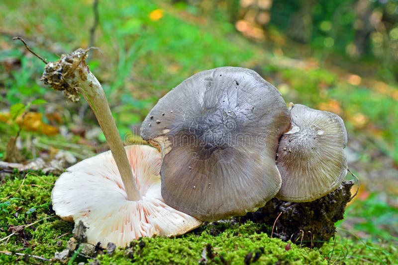 The Deer Shield (Pluteus Cervinus) is an Edible Mushroom Stock Photo ...