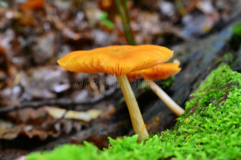 Pluteus leoninus stock image. Image of mushroom, nature - 45384781