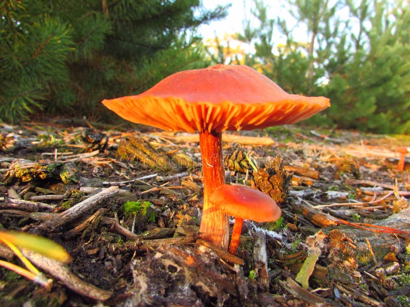 Pluteus leoninus stock image. Image of leoninus, landscape - 106946117