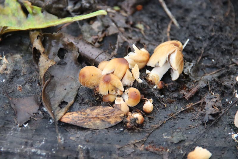 Pluteus Romellii or Goldleaf Shield Mushroom in a Botanic Garden Stock ...