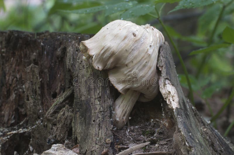 Pluteus sp. mushroom stock photo. Image of grass, deer - 121840084