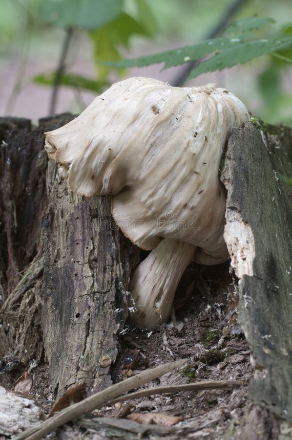 Pluteus sp. mushroom stock image. Image of deer, tree - 121840103