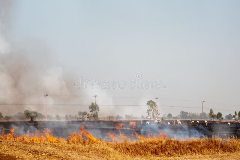 PM 2.5 Air Pollution Problem from Rice Burning in Rice Fields. Stock ...