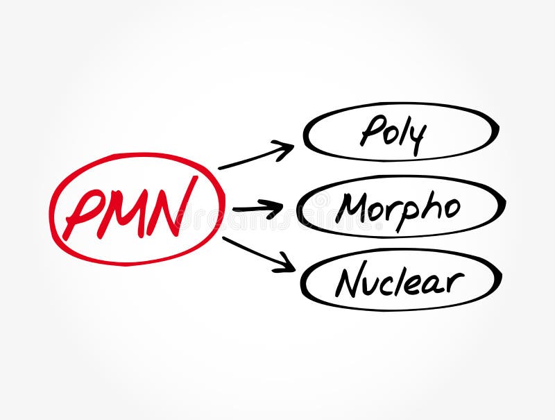 Granulopoiesis Stock Illustrations – 22 Granulopoiesis Stock ...