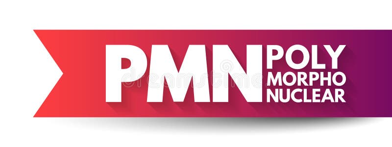 PMN PolyMorphoNuclear - Having a Nucleus with Several Lobes and a ...