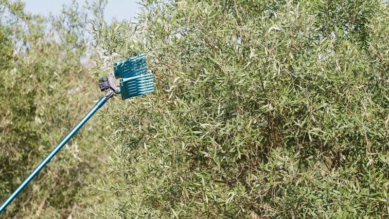Pneumatic Olive Harvester on a Olive Tree Stock Image - Image of italy ...