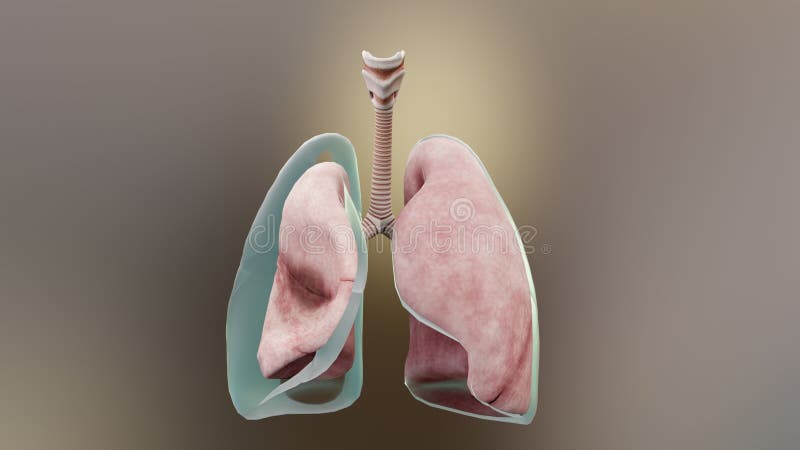 3d Darstellung Der Normalen Lunge Des Pneumothorax Im Vergleich Zum ... 3d Darstellung Der Normalen Lunge Des Pneumothorax Im Vergleich Zum ...