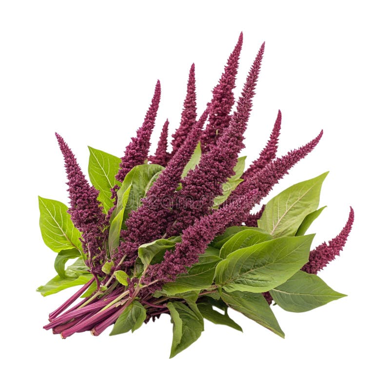 PNG Amaranth Flowers on Transparent Background Stock Illustration ...