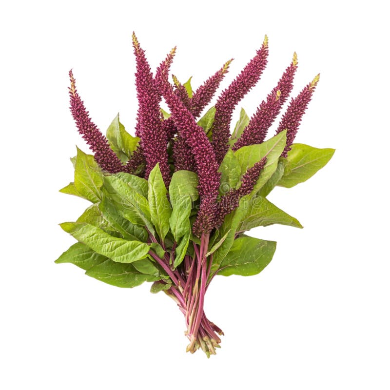 PNG Amaranth Flowers on Transparent Background Stock Illustration ...