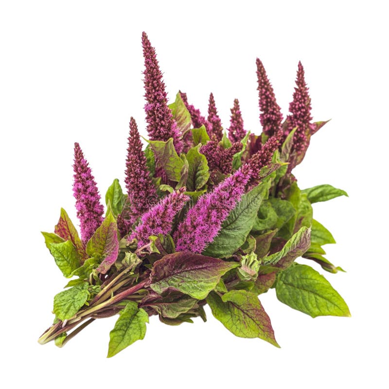 PNG Amaranth Flowers on Transparent Background Stock Illustration ...