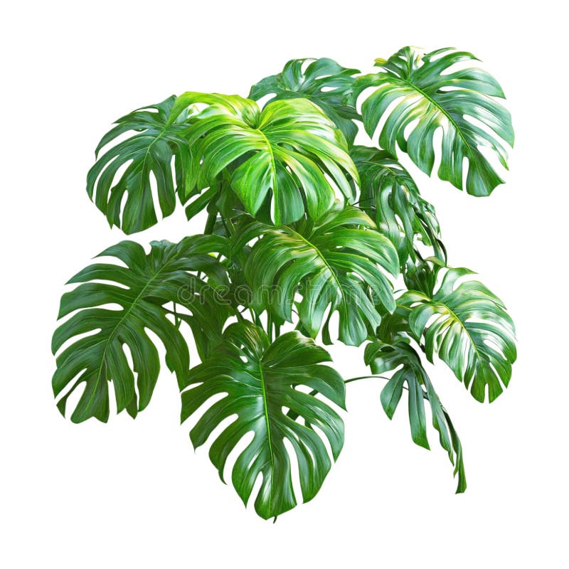 PNG Array of Green Monstera Foliage on Transparent Background - Ai ...