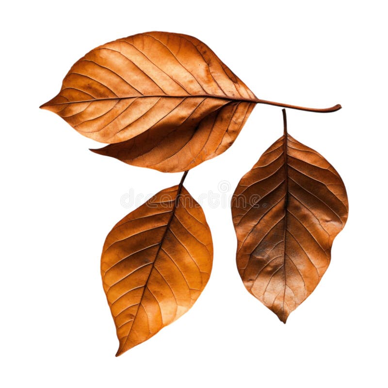 PNG Autumn Fall Leaves on Transparent Background - Ai Generated Stock ...