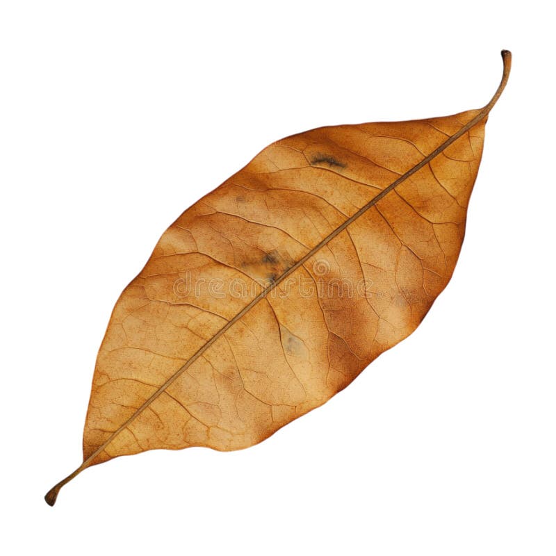 PNG Autumn Fall Leaves on Transparent Background - Ai Generated Stock ...