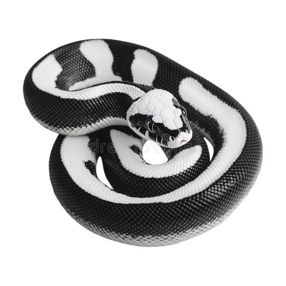 PNG Black and White Ball Python on Transparent Background Stock ...