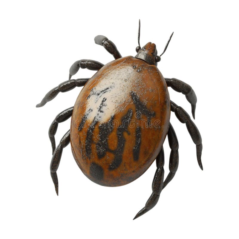 PNG Dog Tick Insect on Transparent Background - Ai Generated Stock ...