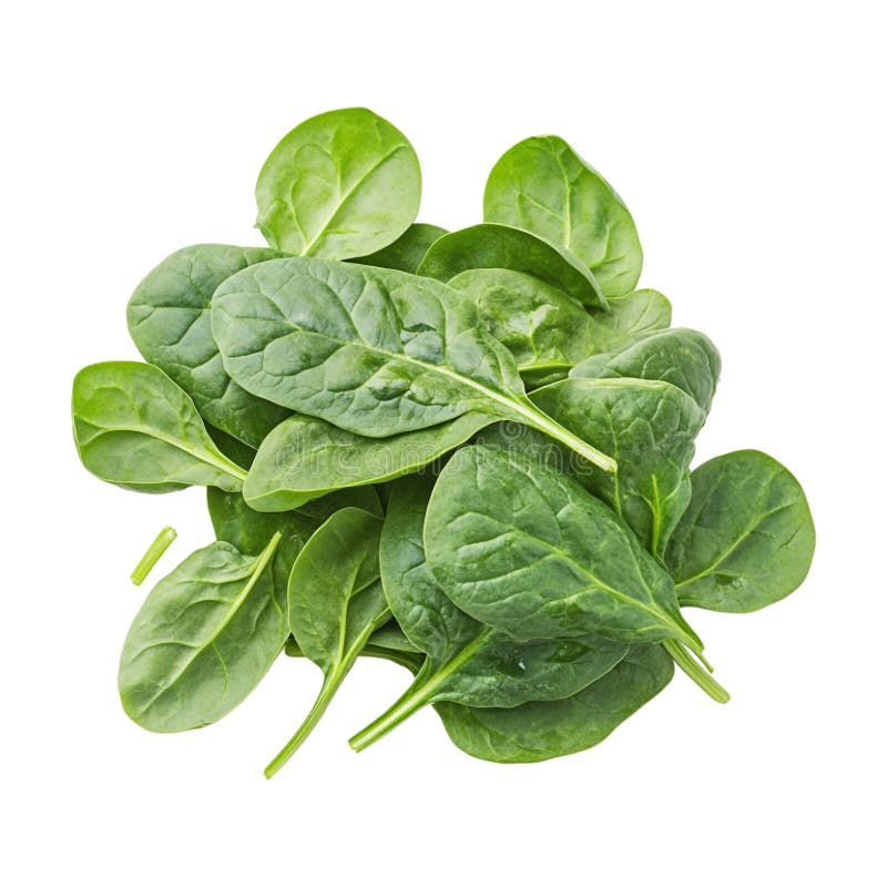PNG Fresh Baby Spinach on Transparent Background - Ai Generated Stock ...