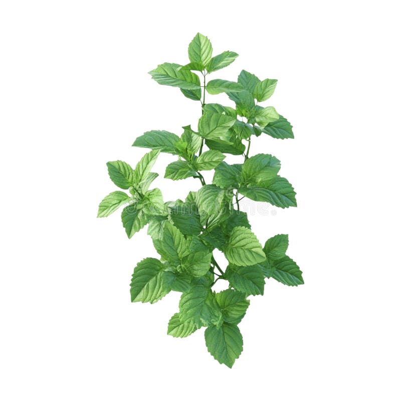 PNG Fresh Mint Sprig on Transparent Background Stock Illustration ...