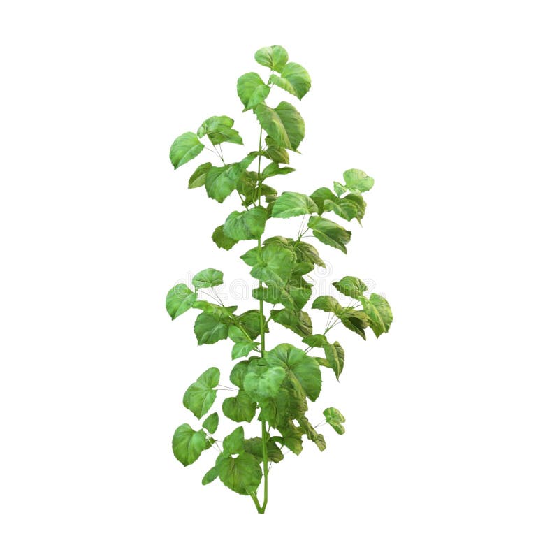 PNG Fresh Mint Sprig on Transparent Background Stock Illustration ...