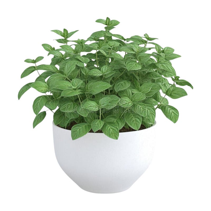 PNG Fresh Mint Sprig on Transparent Background Stock Illustration ...