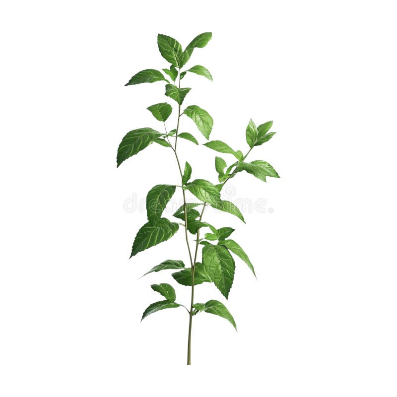 PNG Fresh Mint Sprig on Transparent Background Stock Illustration ...
