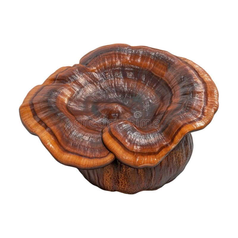 PNG Ganoderma Lucidum Mushroom on Transparent Background - Ai Generated ...