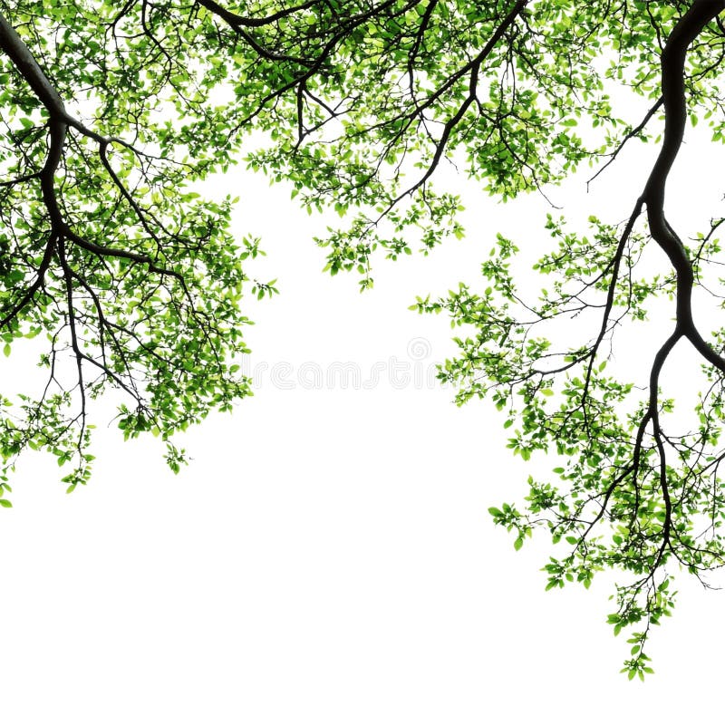 PNG Green Forest Tree Branches Elements Against Transparent Background ...