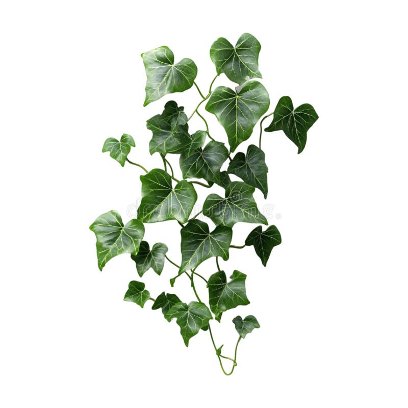 PNG Green Vines Hanging on Transparent Background - Ai Generated Stock ...