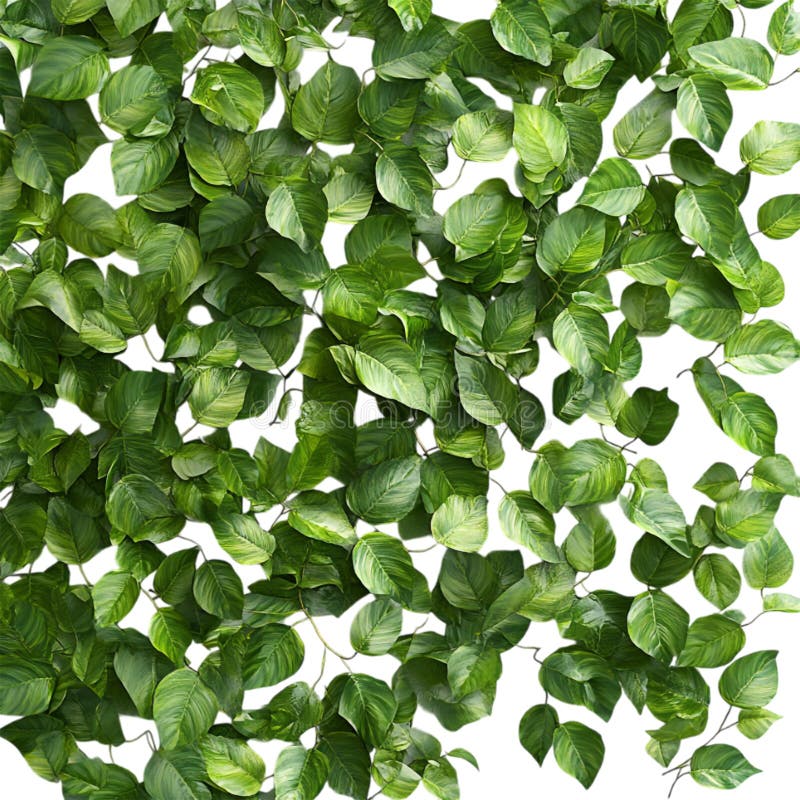 PNG Greenery Vine on Transparent Background - Ai Generated Stock ...