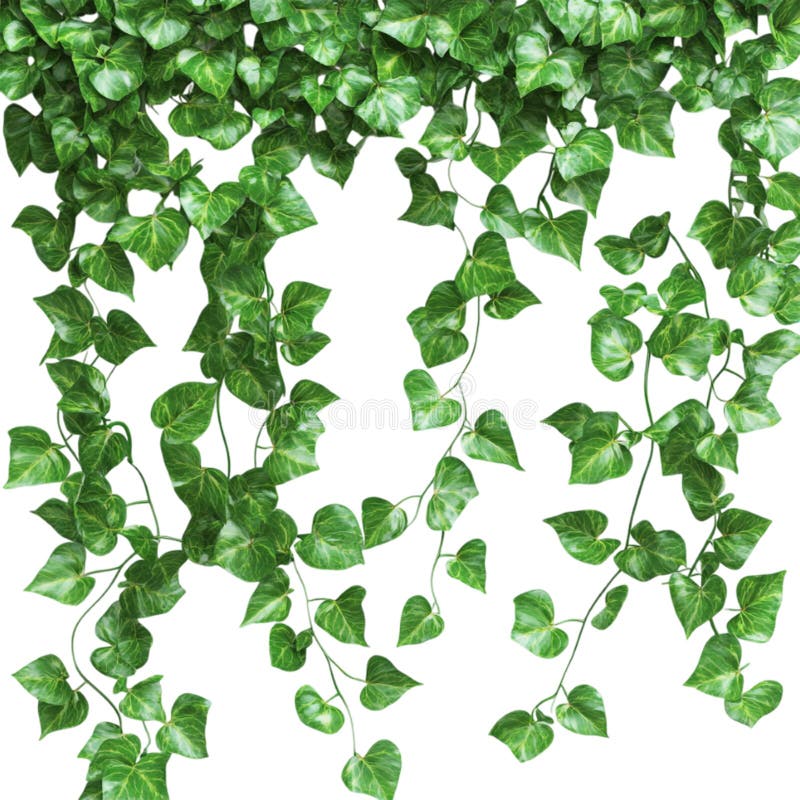 PNG Greenery Vine on Transparent Background - Ai Generated Stock ...