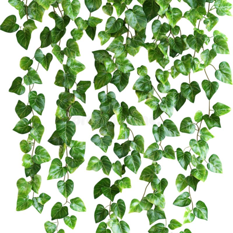 PNG Greenery Vine on Transparent Background - Ai Generated Stock ...