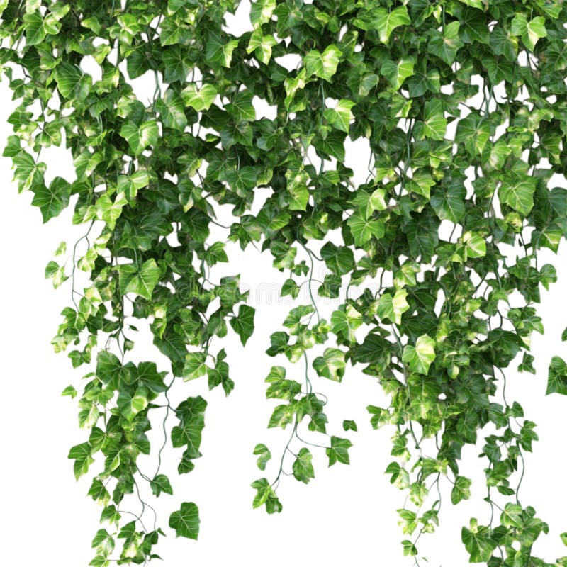 PNG Greenery Vine on Transparent Background - Ai Generated Stock ...