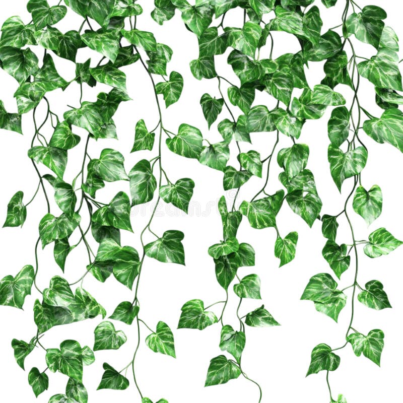 PNG Greenery Vine on Transparent Background - Ai Generated Stock ...