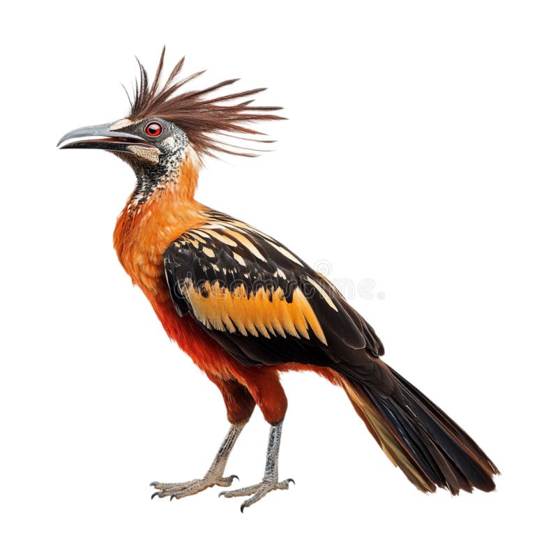 PNG Hoatzin Prehistoric on Transparent Background - Ai Generated Stock ...