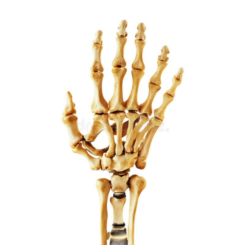 PNG Human Hand Bone Skeleton on Transparent Background - Ai Generated ...