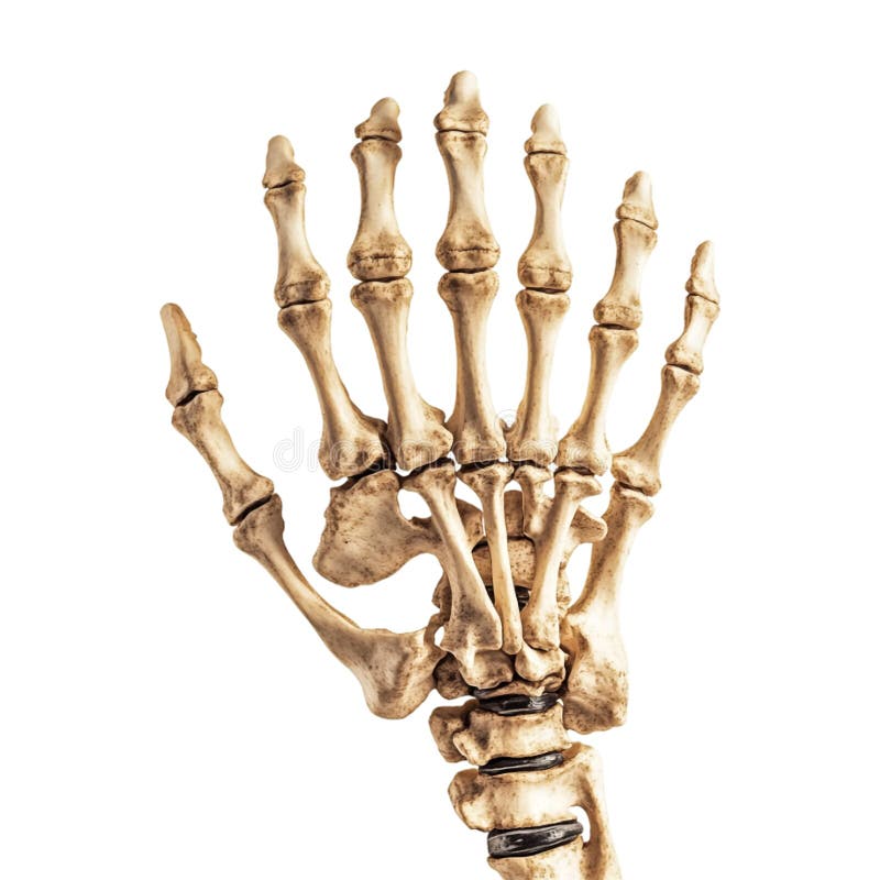 PNG Human Hand Bone Skeleton on Transparent Background - Ai Generated ...