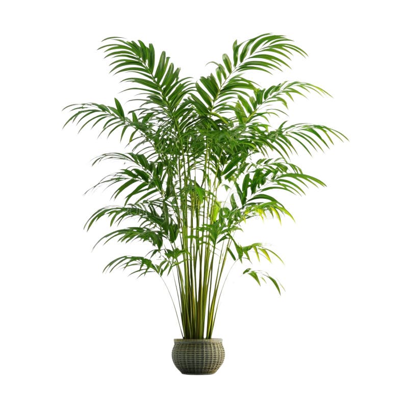 PNG Indoor Palm Tree in Pot on Transparent Background Stock ...