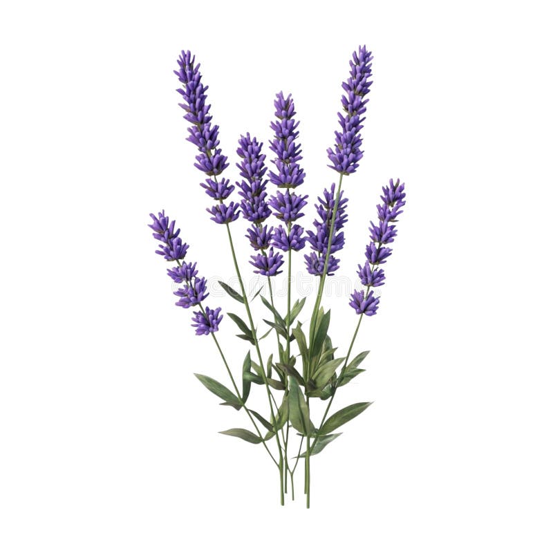 PNG Lavender Flowers on Transparent Background Stock Illustration ...