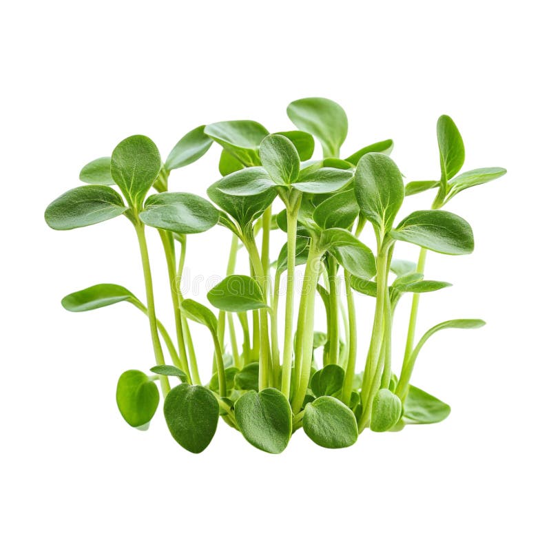 PNG Microgreen Leaves on Transparent Background - Ai Generated Stock ...