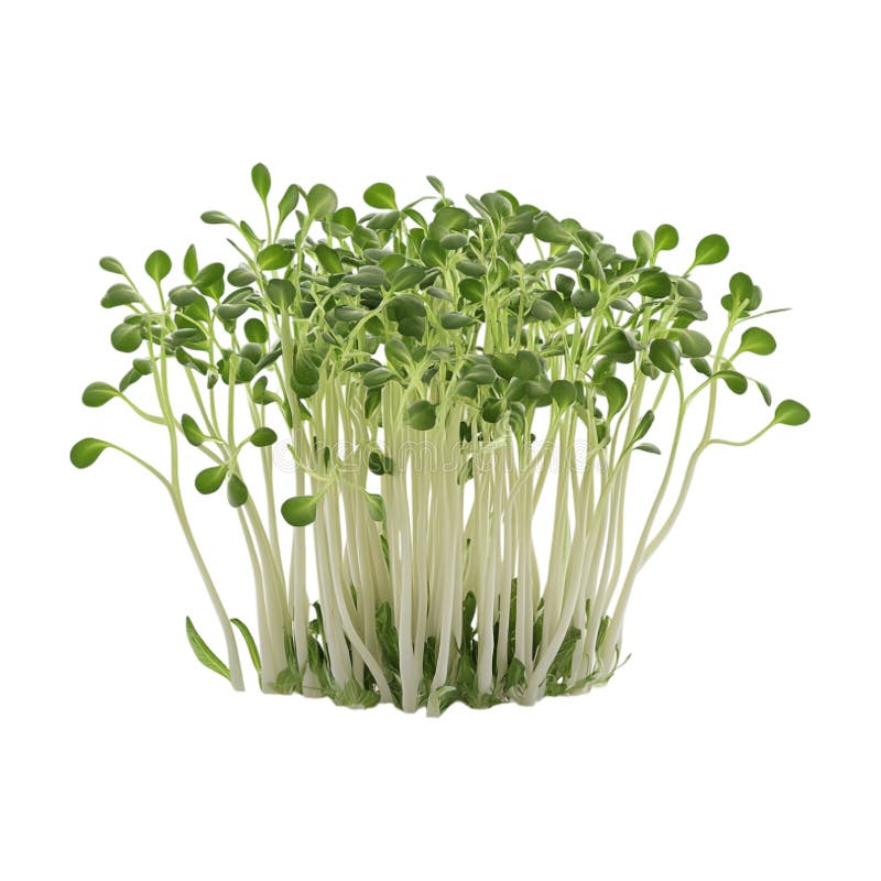 PNG Microgreens in a Square Block on Transparent Background Stock ...