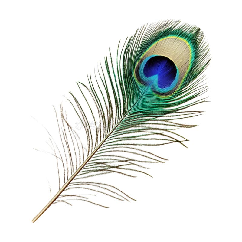 PNG Peacock Fur on Transparent Background - Ai Generated Stock ...