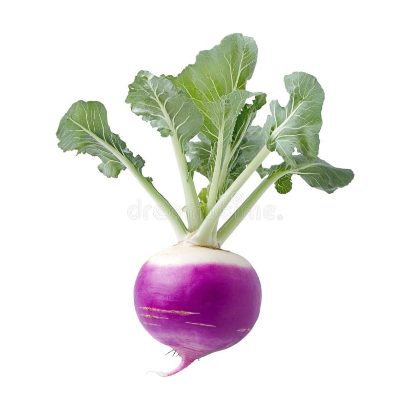 PNG Purple Turnip Fruit on Transparent Background - Ai Generated Stock ...