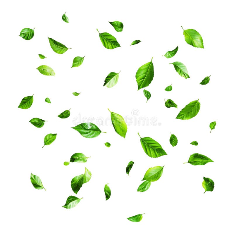 PNG Set of Falling Green Leaves Against Transparent Background Stock ...