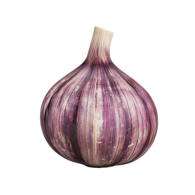 PNG Single Garlic Bulb Front View Against Transparent Background Stock ...