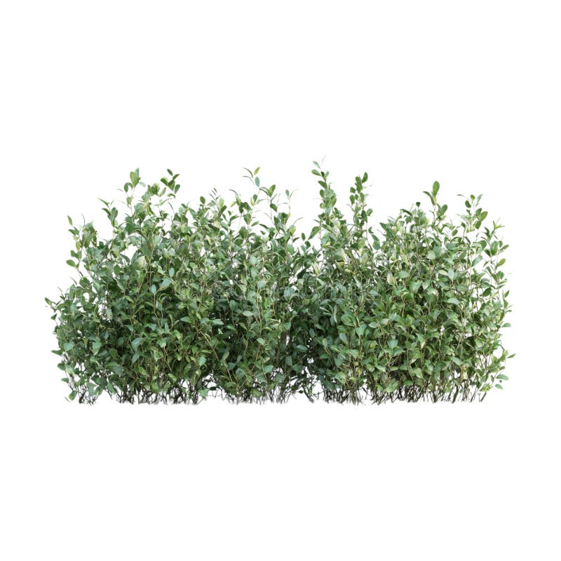 PNG Tall Bushes on Transparent Background - Ai Generated Stock ...