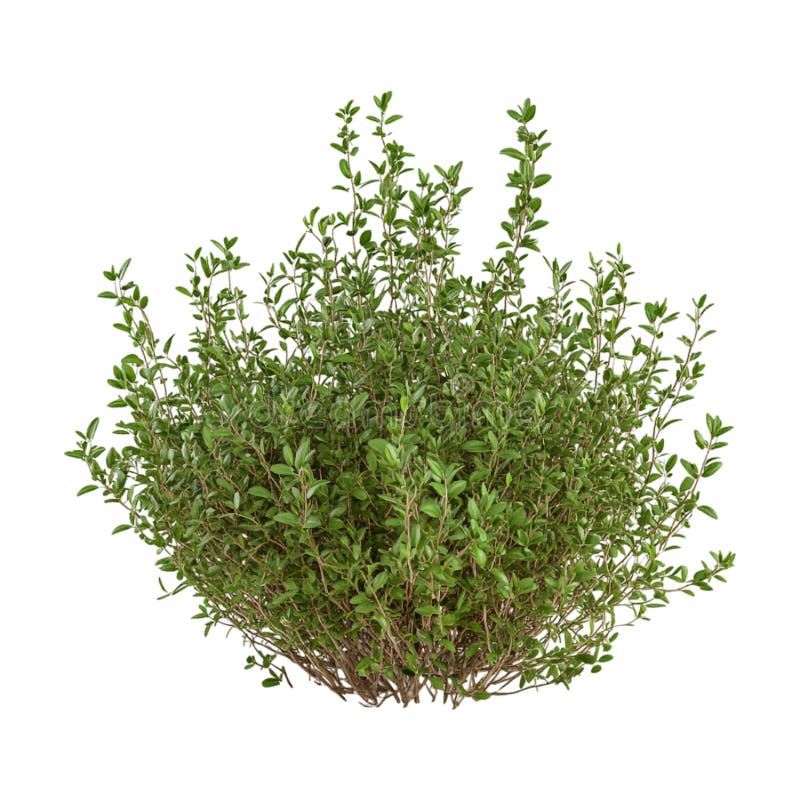 PNG Thyme Plant on Transparent Background - Ai Generated Stock ...