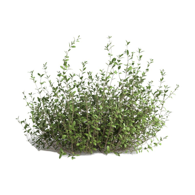 PNG Thyme Plant on Transparent Background - Ai Generated Stock ...
