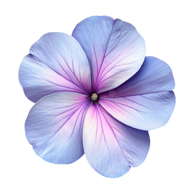 Png Vinca Flower Stock Illustrations – 8 Png Vinca Flower Stock ...